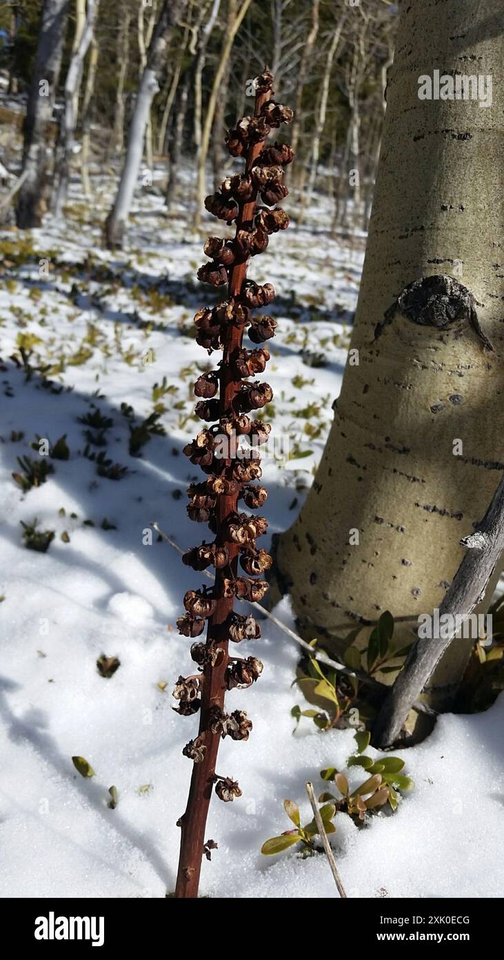 woodland pinedrops (Pterospora andromedea) Plantae Stock Photo - Alamy