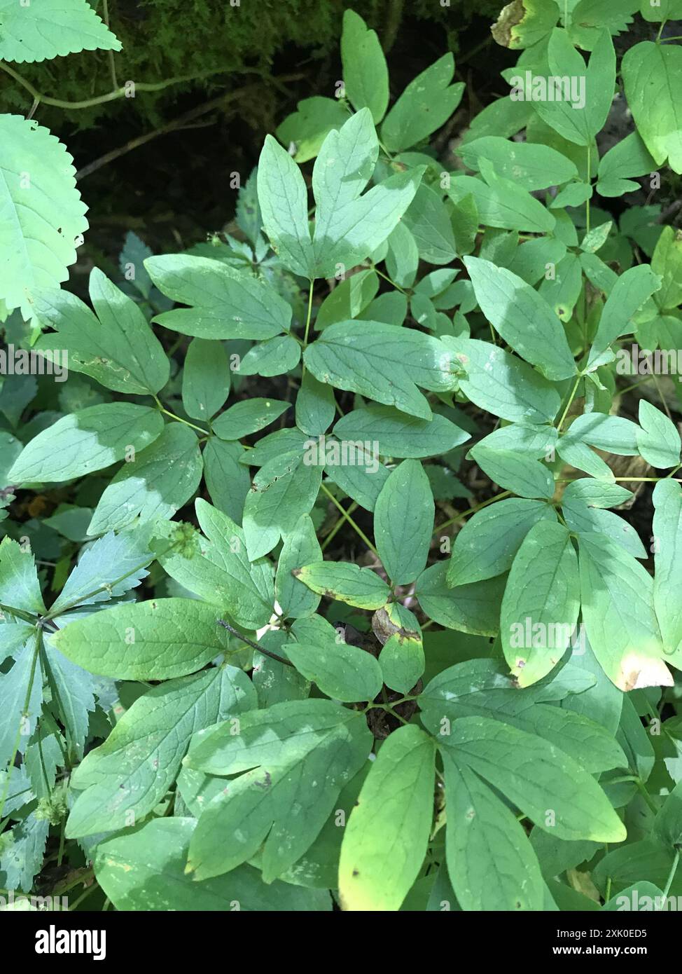 blue cohosh (Caulophyllum thalictroides) Plantae Stock Photo - Alamy