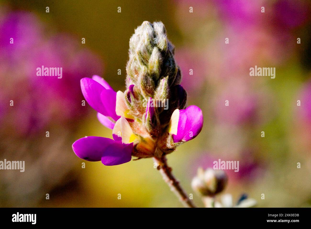 (Dalea bicolor argyrea) Plantae Stock Photo - Alamy
