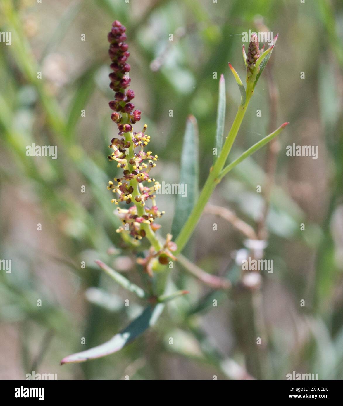 Narrow-leaved Stillingia (Stillingia linearifolia) Plantae Stock Photo ...