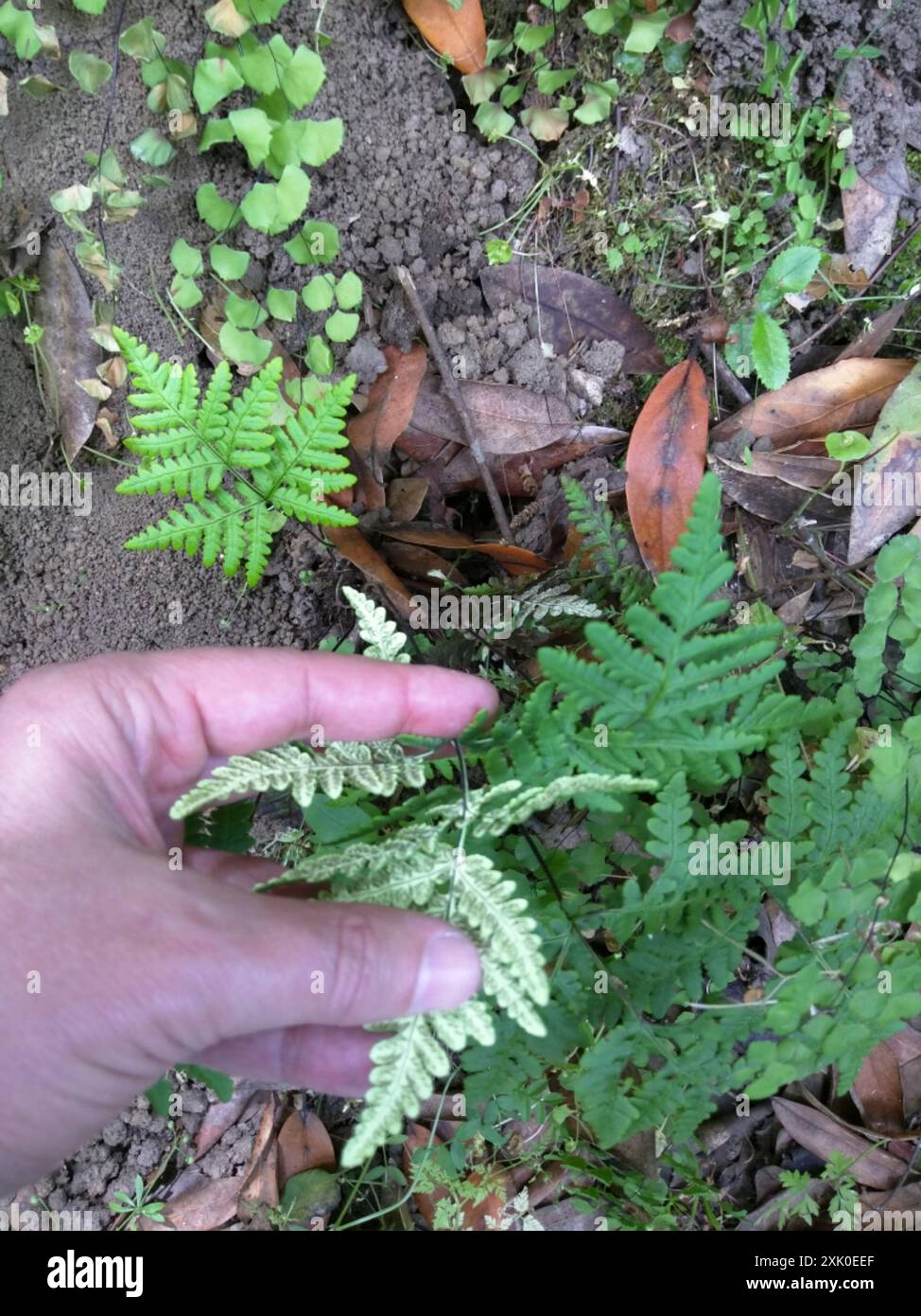 goldback fern (Pentagramma triangularis) Plantae Stock Photo - Alamy