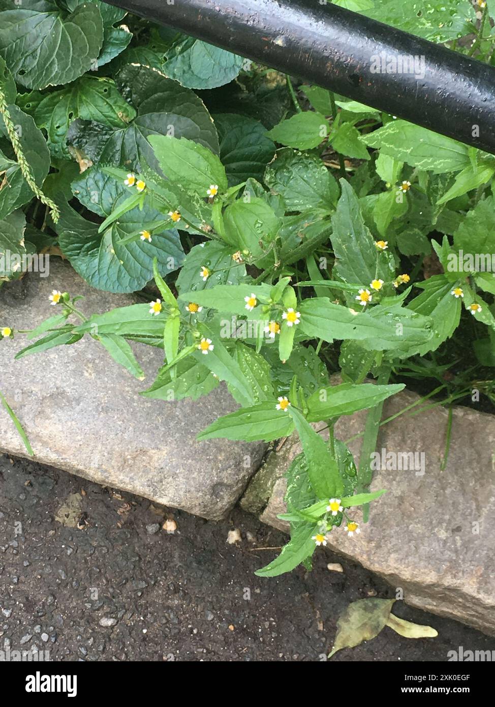 shaggy soldier (Galinsoga quadriradiata) Plantae Stock Photo - Alamy