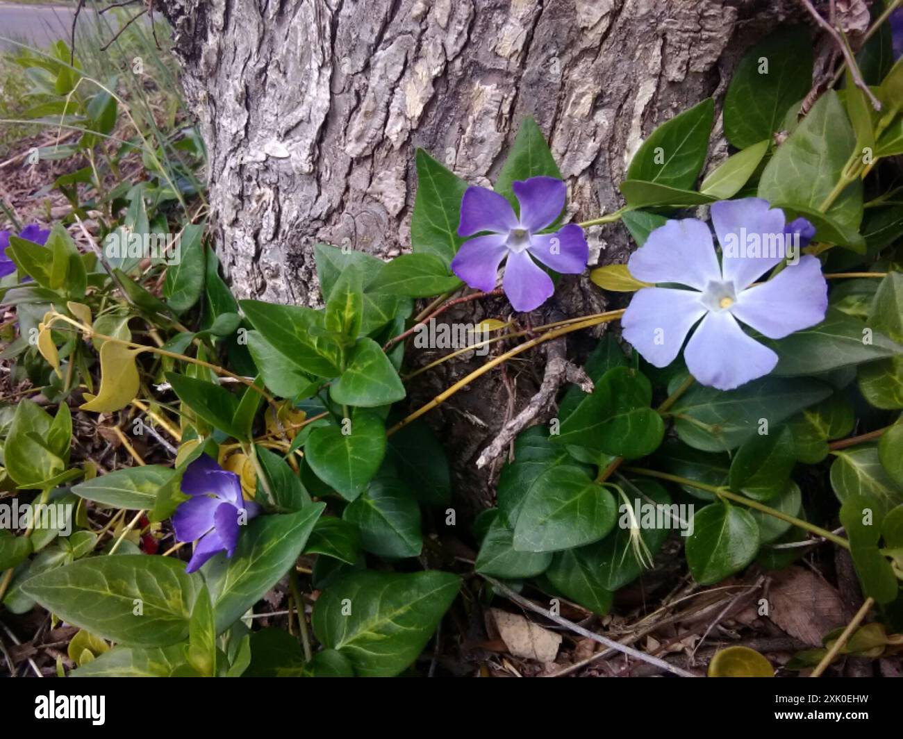 greater periwinkle (Vinca major) Plantae Stock Photo - Alamy