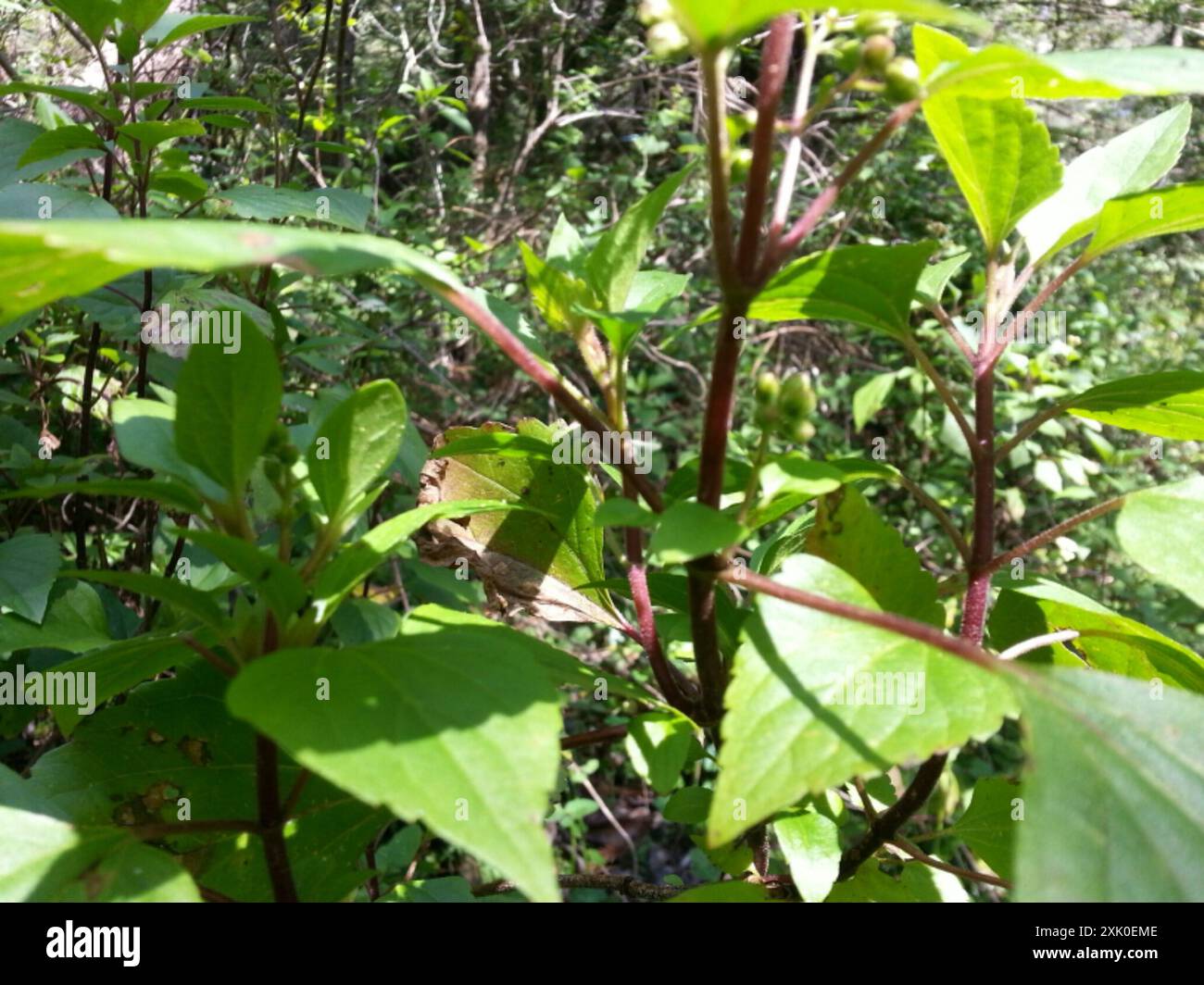 Crofton Weed (Ageratina adenophora) Plantae Stock Photo - Alamy