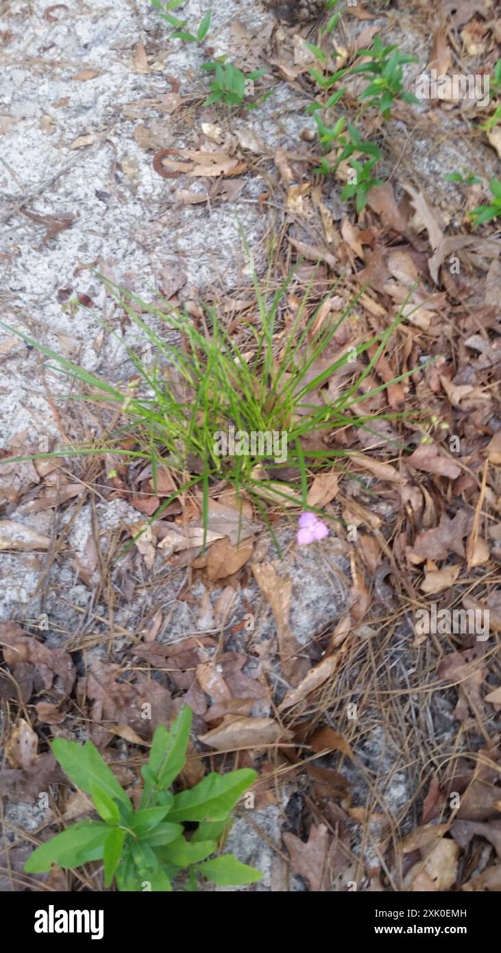 Grassleaf Roseling (Callisia graminea) Plantae Stock Photo - Alamy