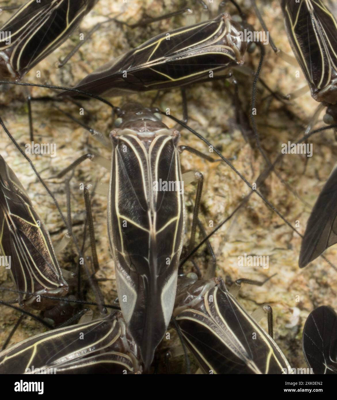 Tree Cattle (Cerastipsocus venosus) Insecta Stock Photo - Alamy