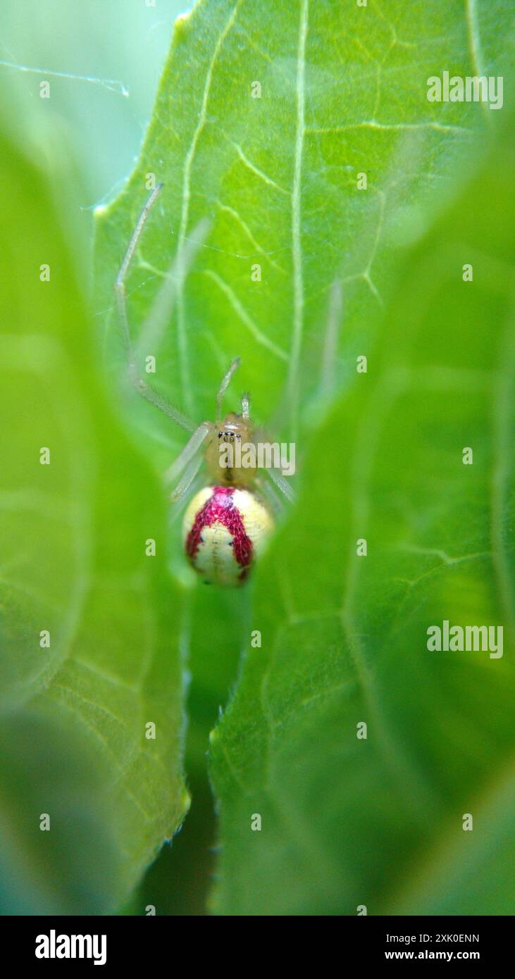 Common candy-striped spider (Enoplognatha ovata) Arachnida Stock Photo ...