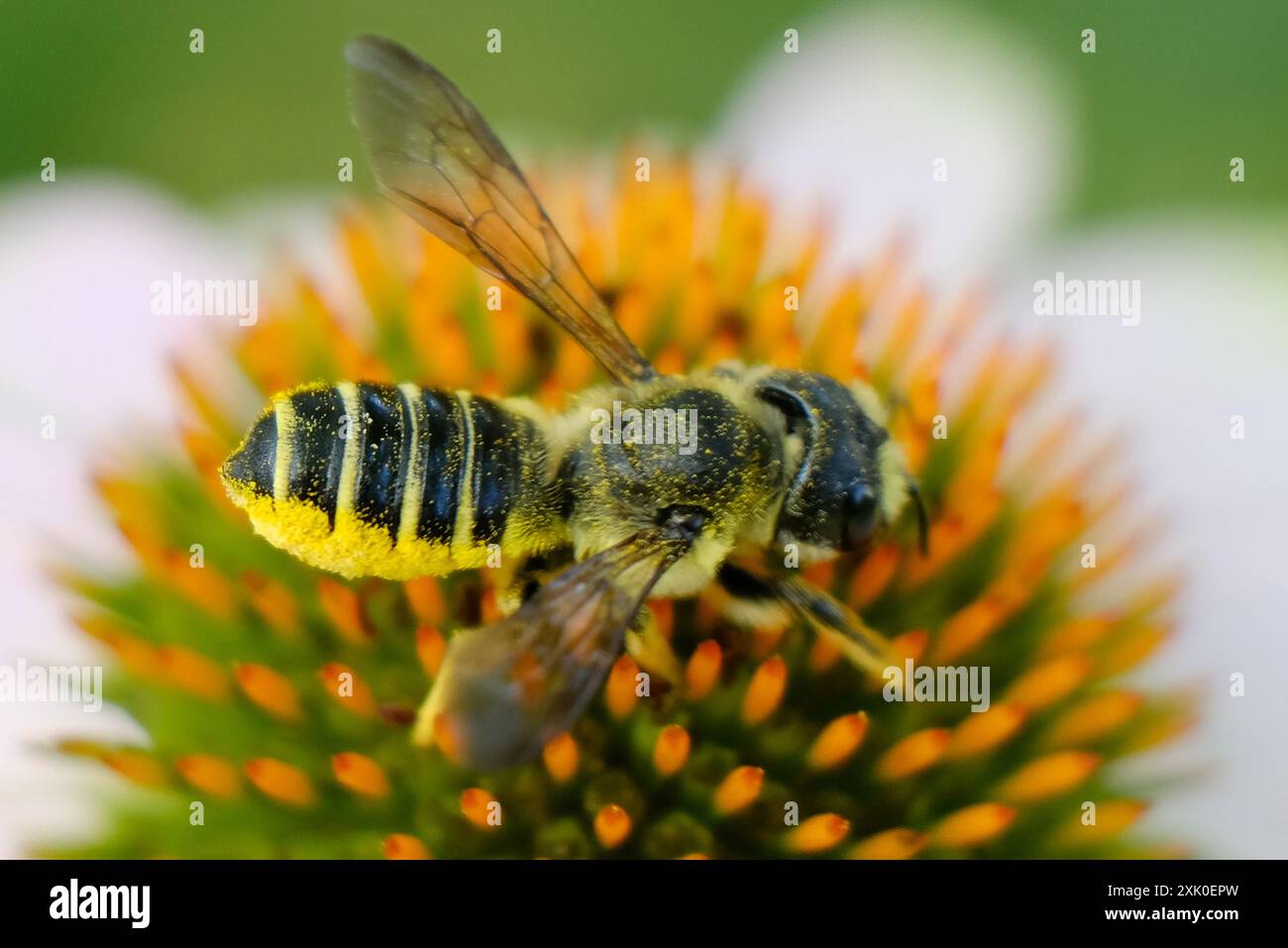 Pugnacious Leafcutter Bee (Megachile pugnata) Insecta Stock Photo - Alamy