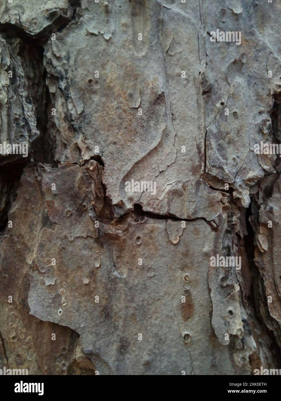 shortleaf pine (Pinus echinata) Plantae Stock Photo - Alamy