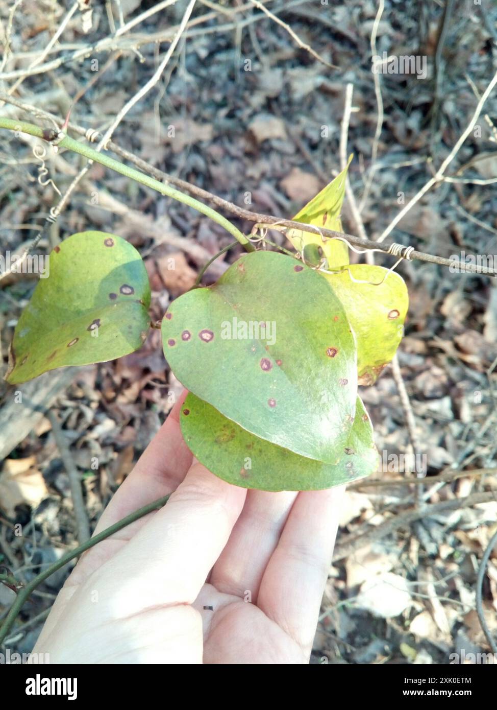 roundleaf greenbrier (Smilax rotundifolia) Plantae Stock Photo - Alamy