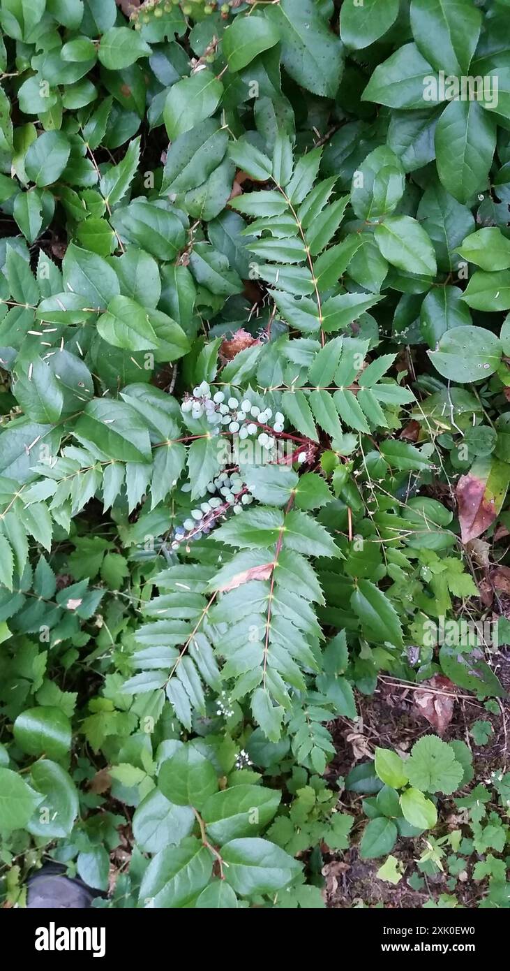 Cascade Oregon-grape (Berberis nervosa) Plantae Stock Photo - Alamy