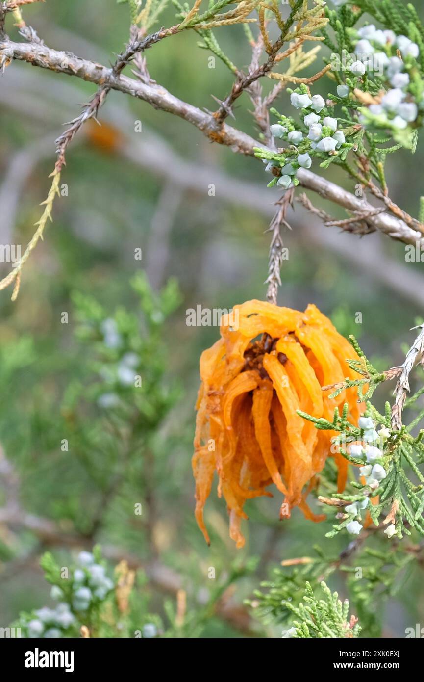 juniper-apple rust (Gymnosporangium juniperi-virginianae) Fungi Stock ...