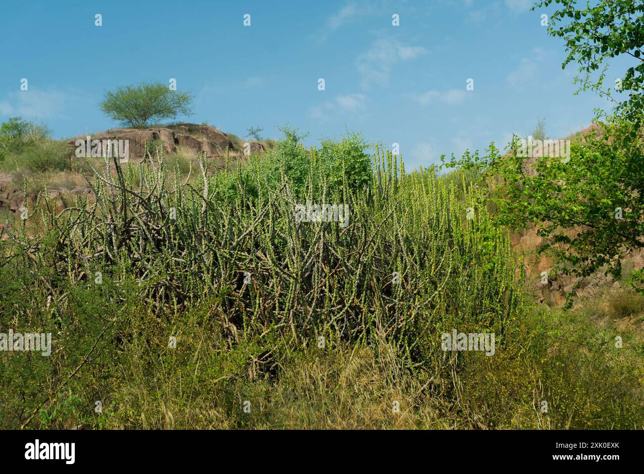 Thhor , Euphorbia caducifolia, the mascot of Thar desert, this multi ...