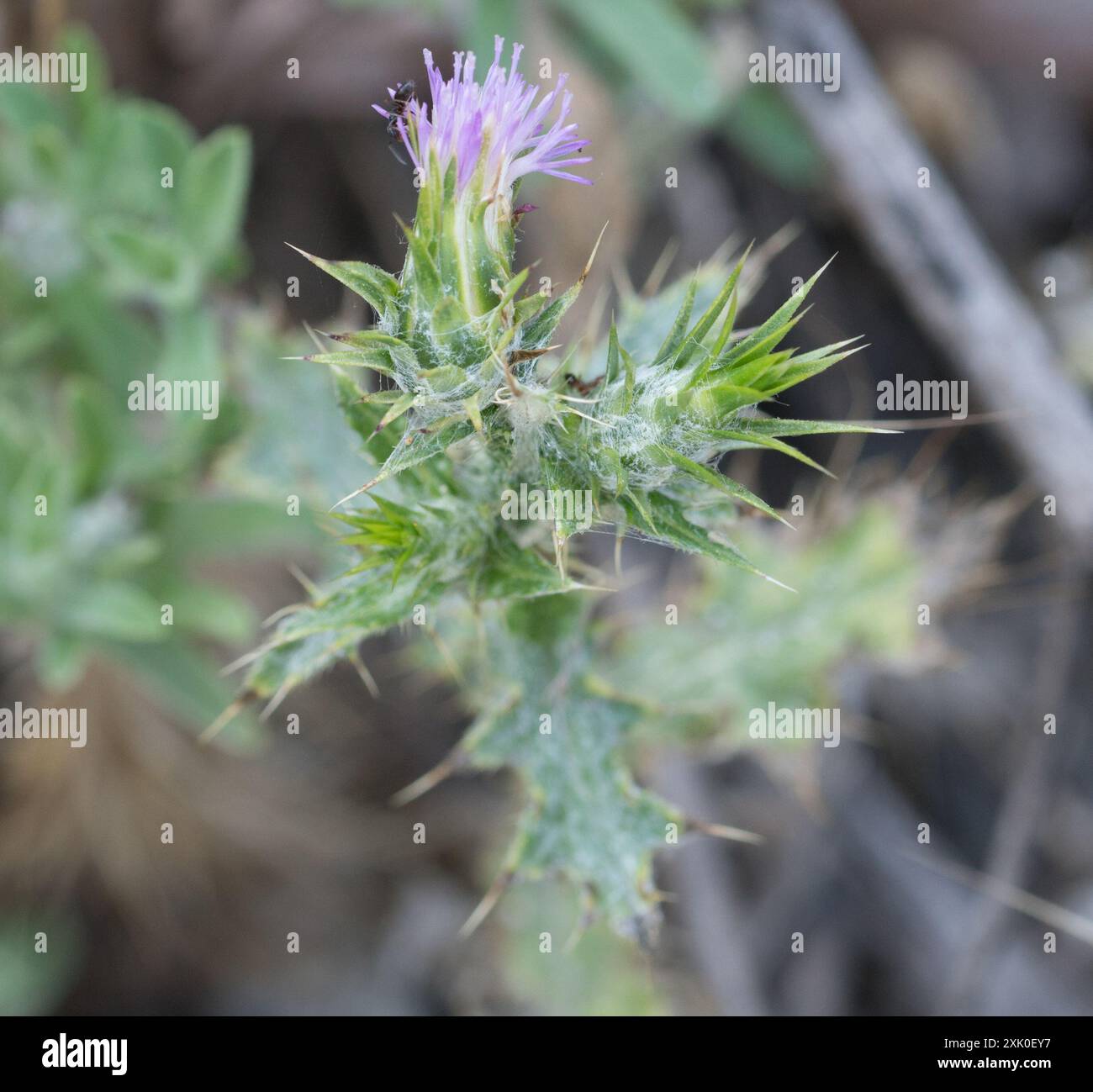 Italian thistle (Carduus pycnocephalus) Plantae Stock Photo - Alamy