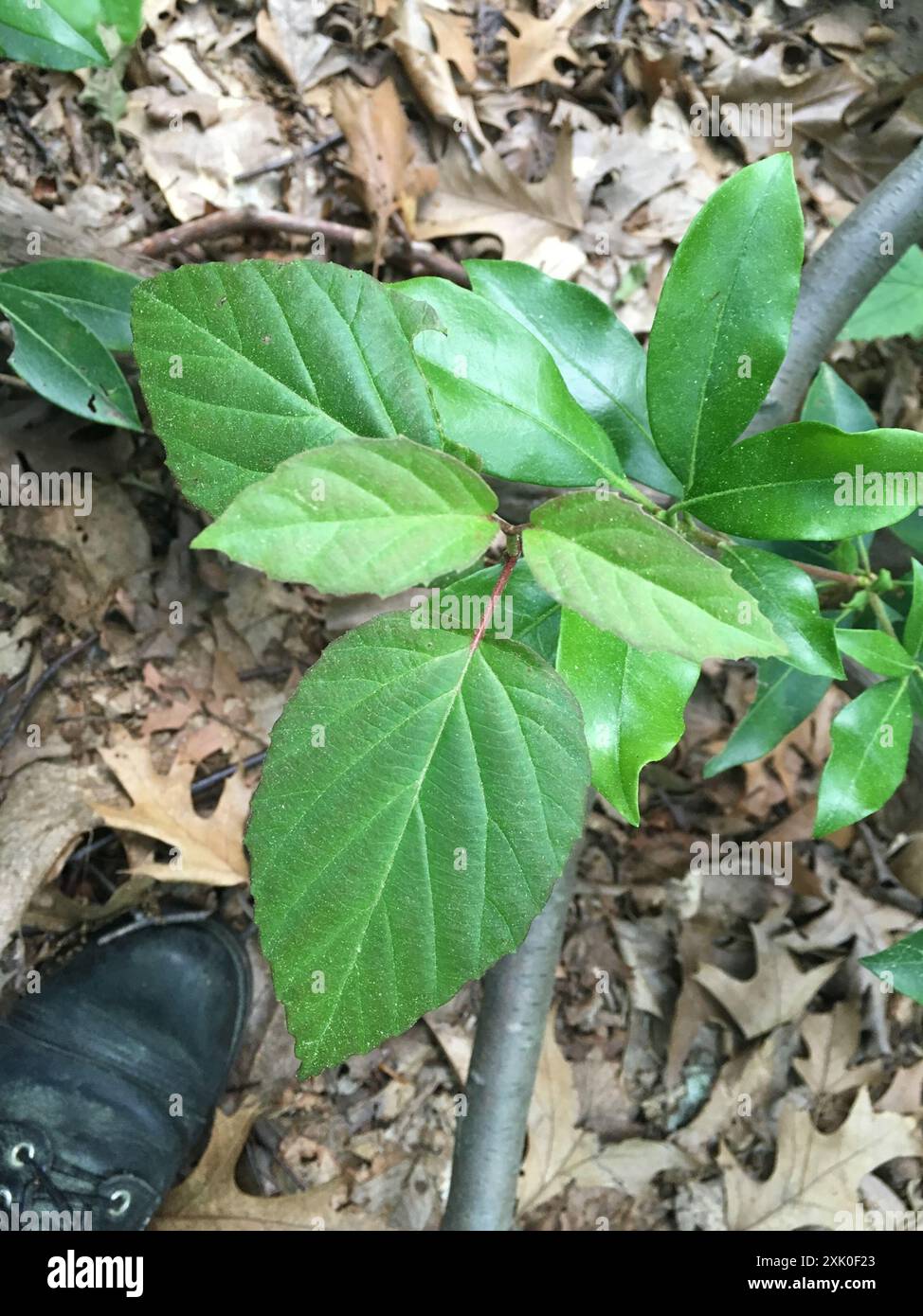 tea viburnum (Viburnum setigerum) Plantae Stock Photo - Alamy