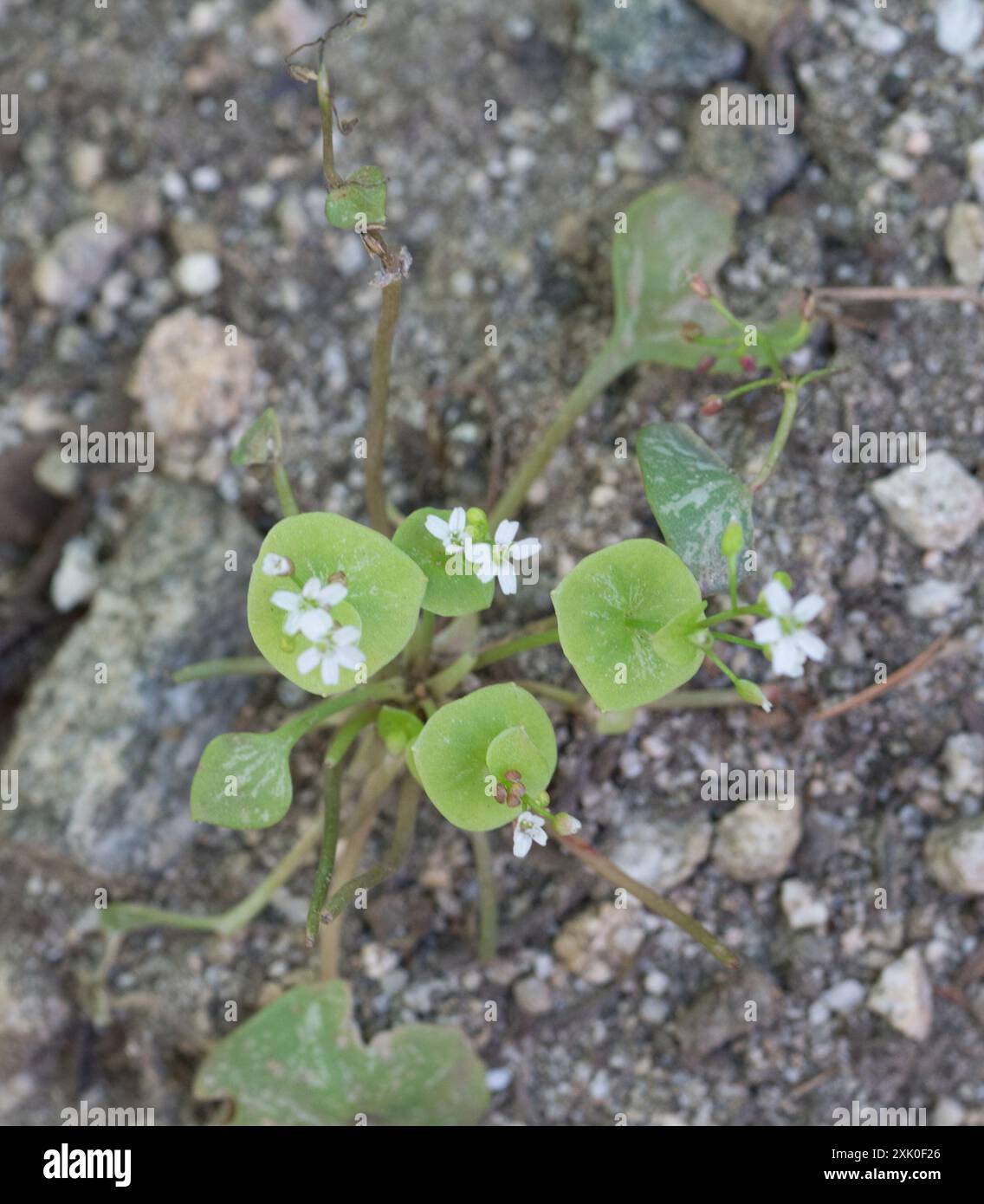 spring beauties (Claytonia) Plantae Stock Photo - Alamy