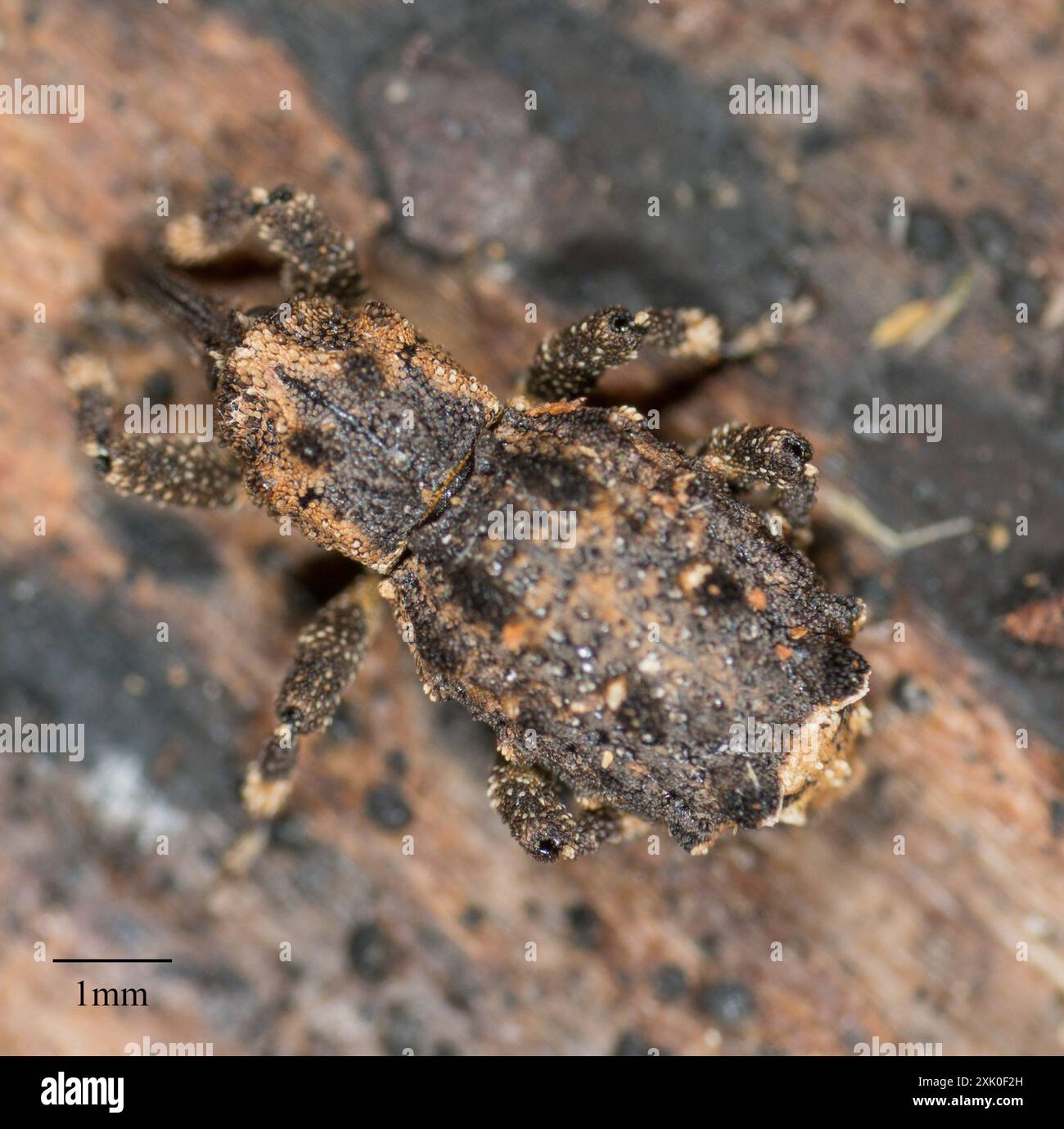 (Sthereus horridus) Insecta Stock Photo - Alamy