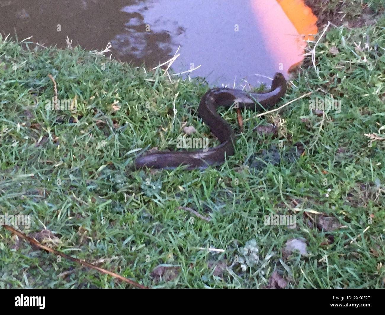 Short-finned Eel (Anguilla australis) Actinopterygii Stock Photo - Alamy