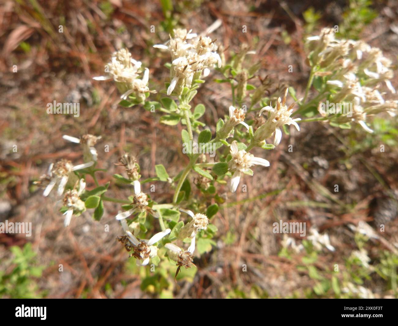 Dixie aster (Sericocarpus tortifolius) Plantae Stock Photo - Alamy