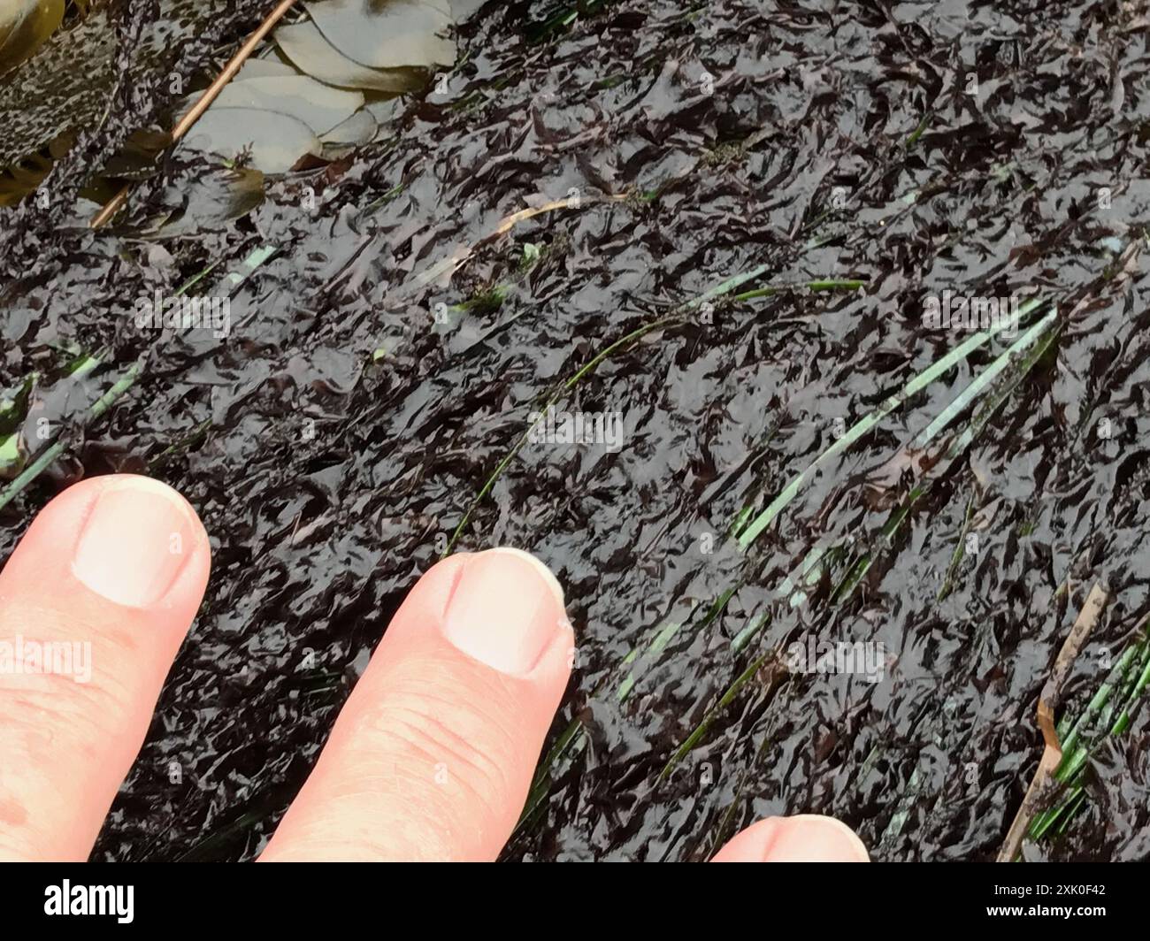 seagrass laver (Smithora naiadum) Plantae Stock Photo - Alamy