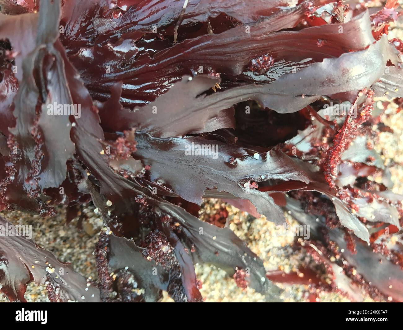 Grape Tongue (Cryptopleura ruprechtiana) Plantae Stock Photo - Alamy