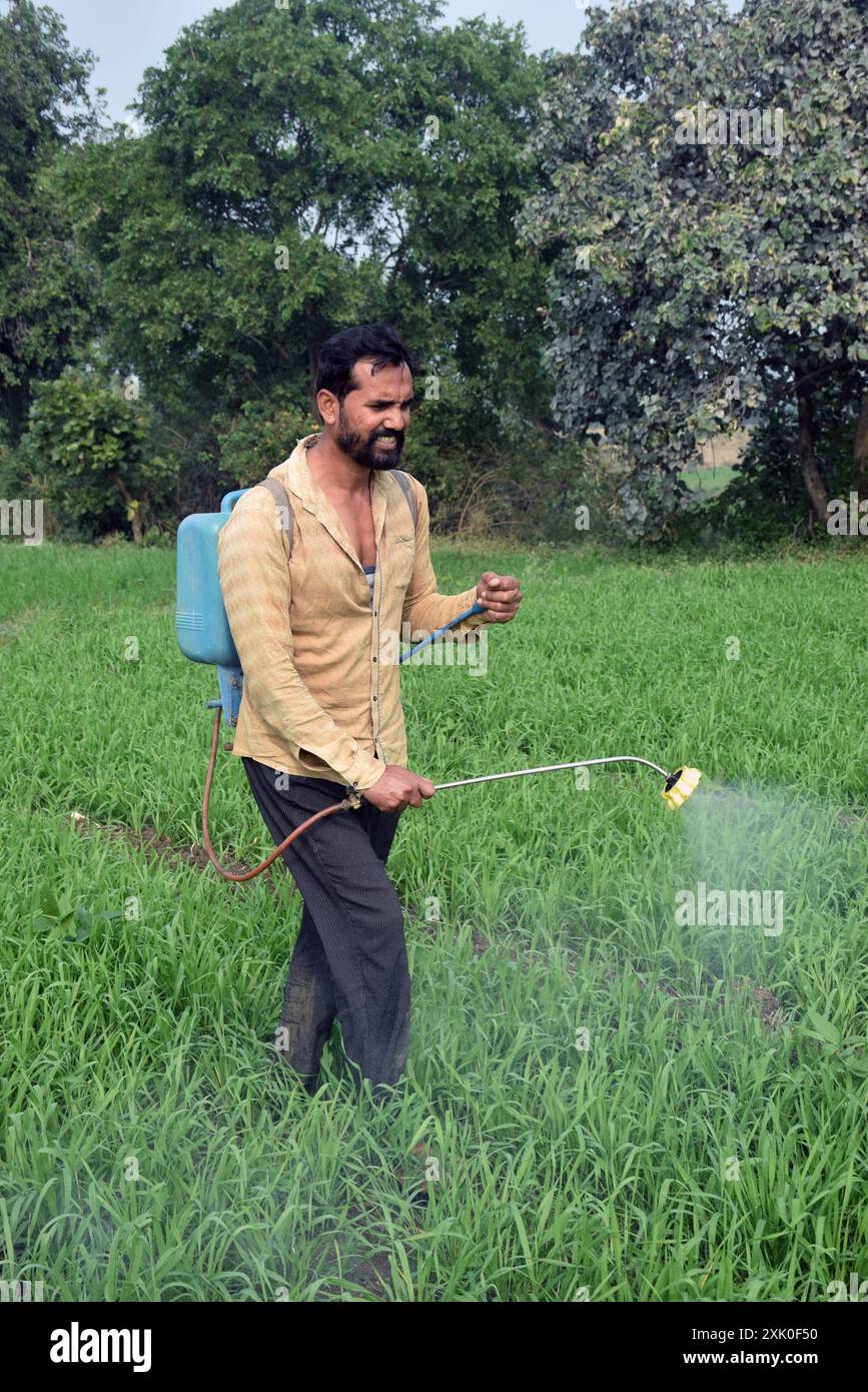 Farmer pesticide in paddy field hi-res stock photography and images - Alamy