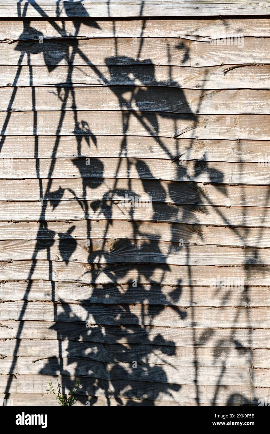 Runner Beans growing in the Summer of 2024 leaving a Shadow on the ...