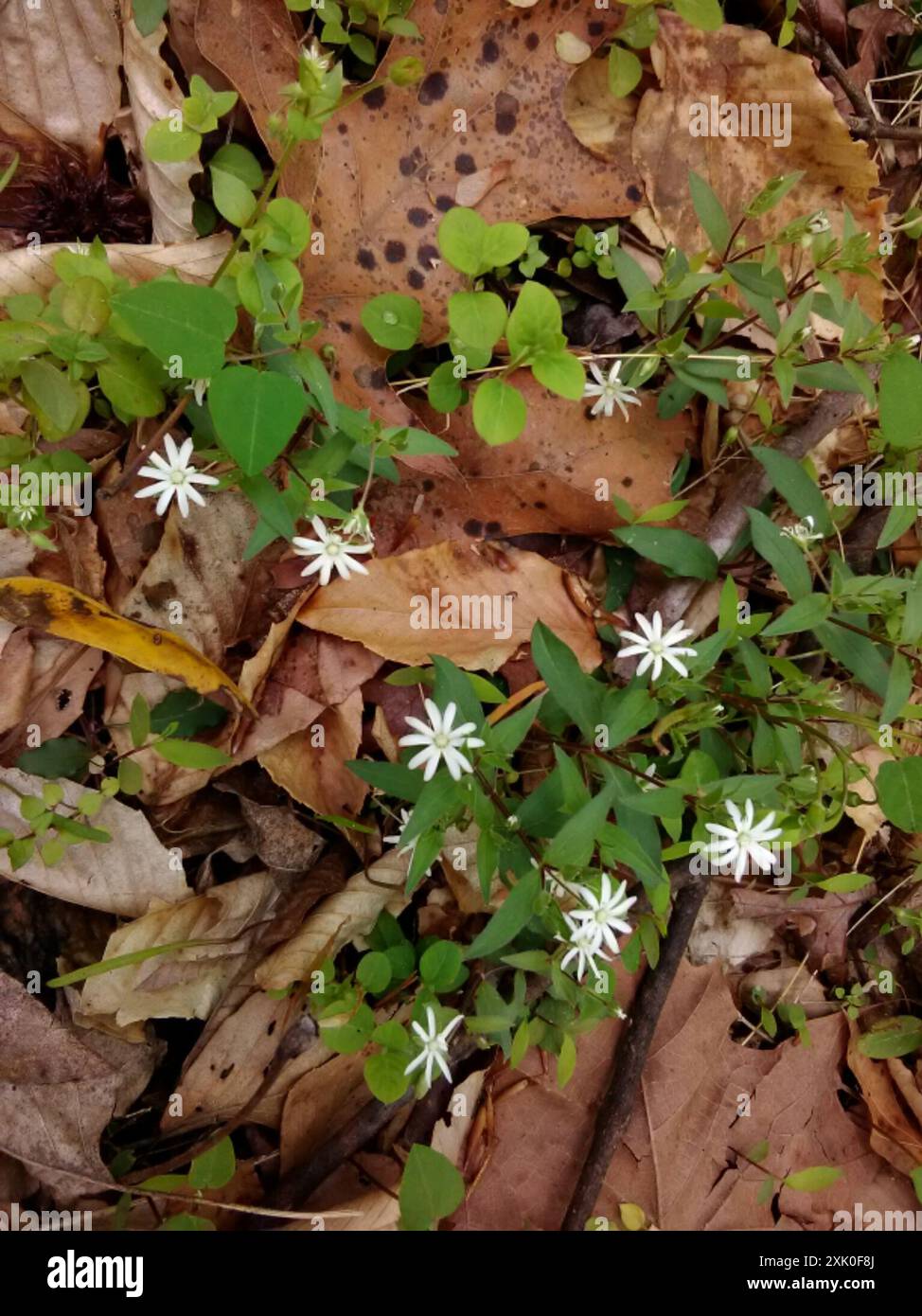 star chickweed (Stellaria pubera) Plantae Stock Photo - Alamy