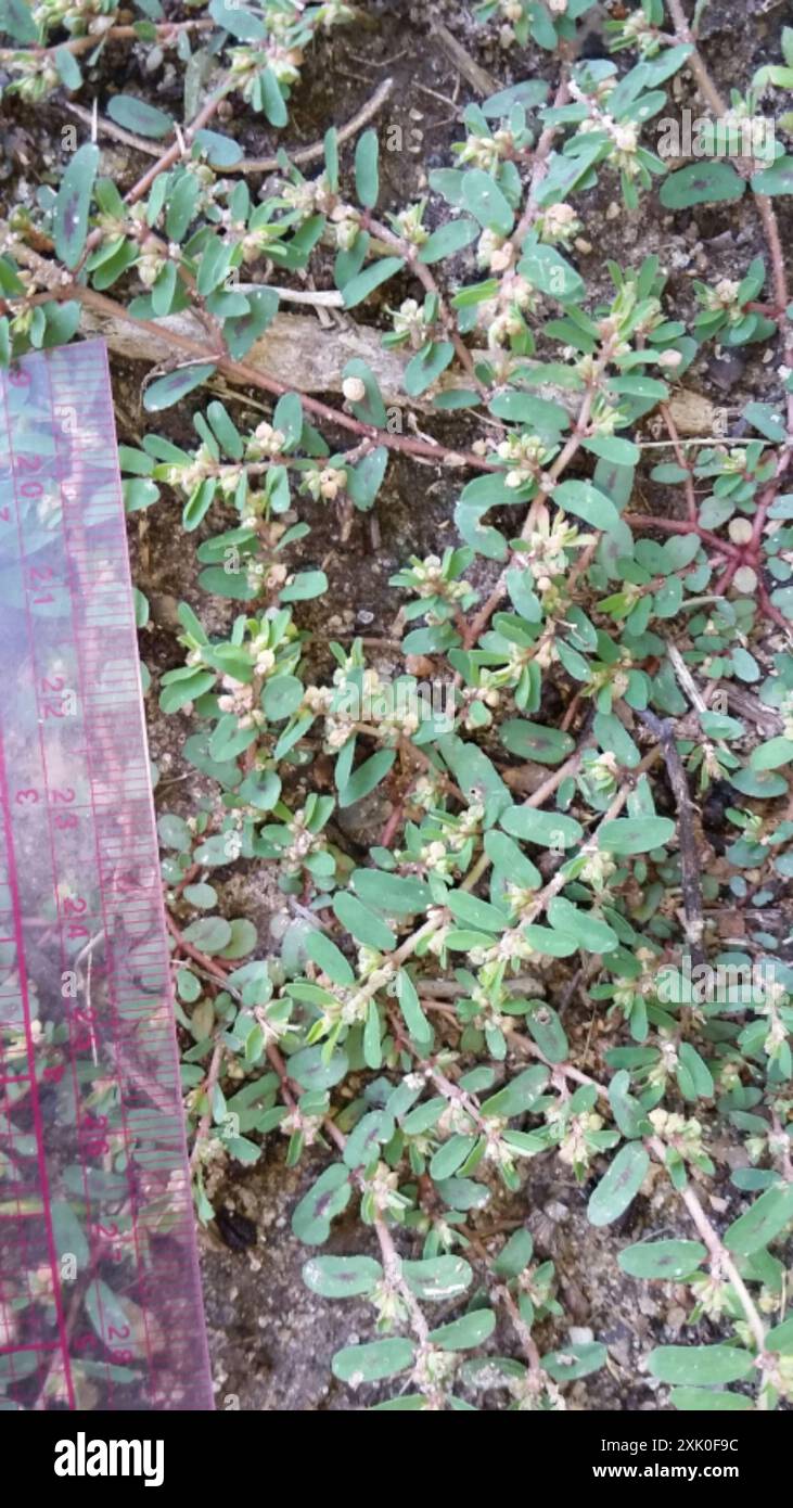Spotted spurge (Euphorbia maculata) Plantae Stock Photo - Alamy