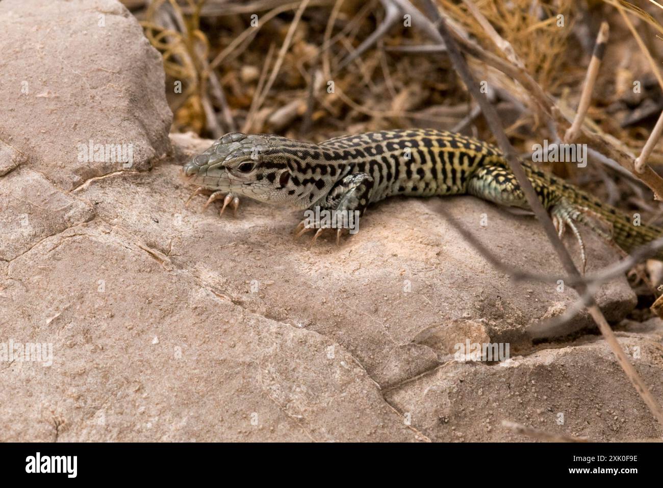 Common Checkered Whiptail (Aspidoscelis tesselatus) Reptilia Stock ...