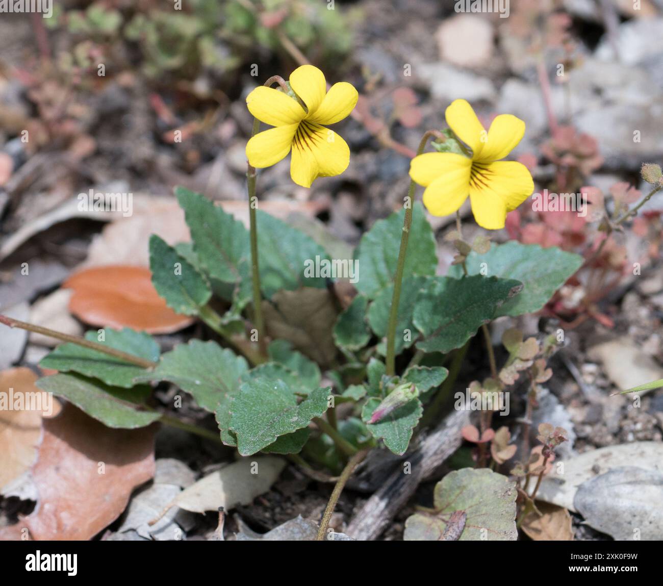 Goosefoot violet (Viola purpurea) Plantae Stock Photo - Alamy