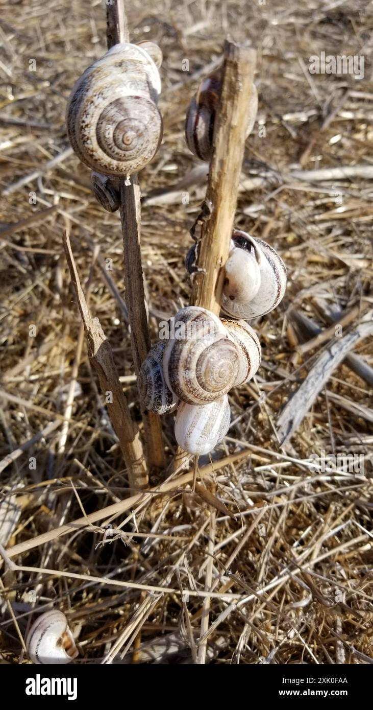Milk Snail (Otala lactea) Mollusca Stock Photo - Alamy