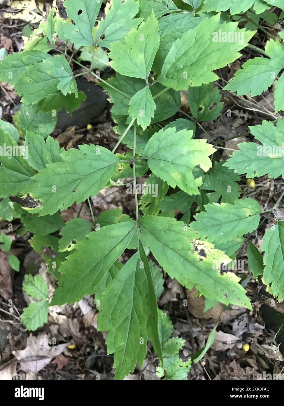 plants (Plantae) Plantae Stock Photo - Alamy