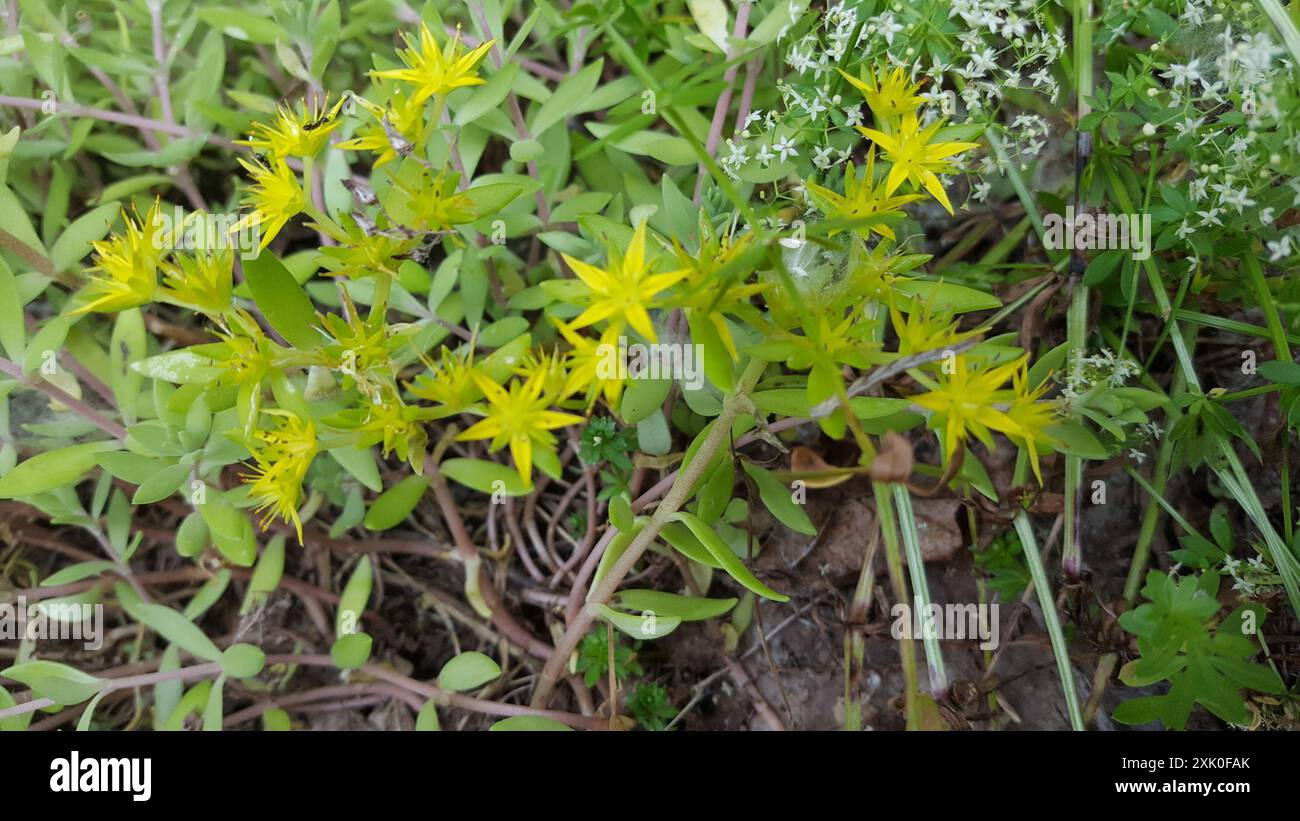 Stringy Stonecrop (Sedum sarmentosum) Plantae Stock Photo - Alamy