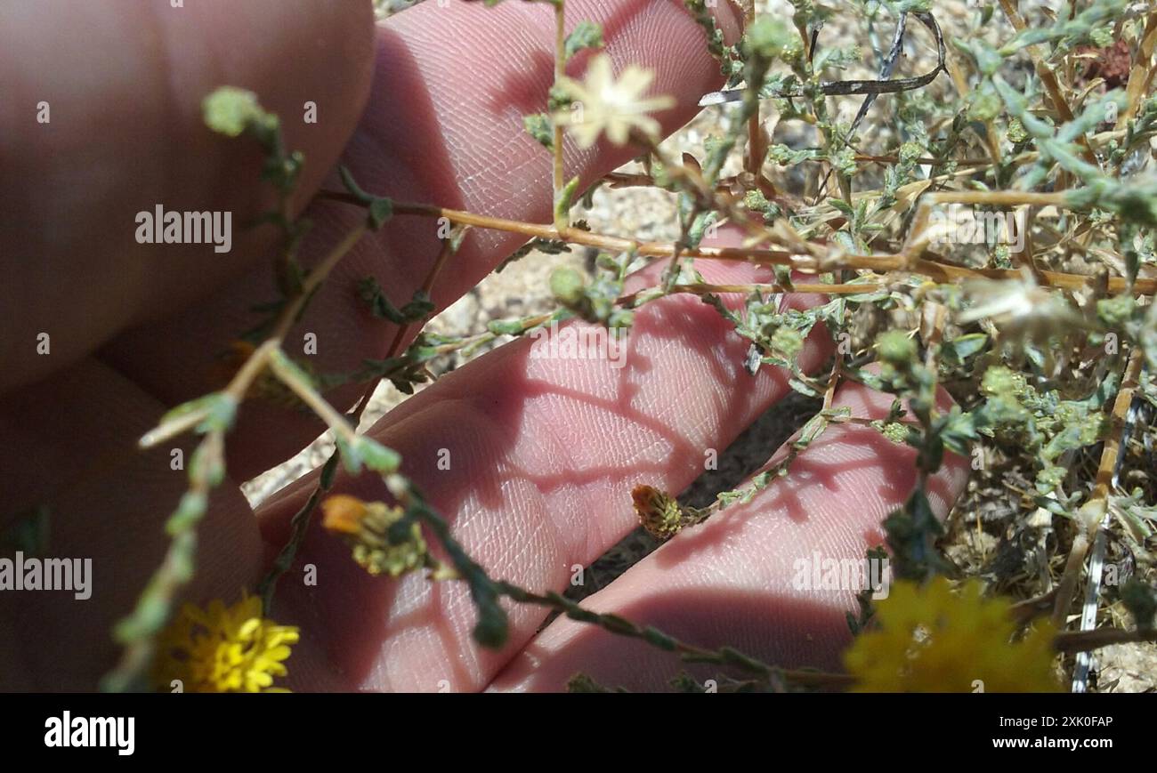 (Lessingia glandulifera peirsonii) Plantae Stock Photo - Alamy