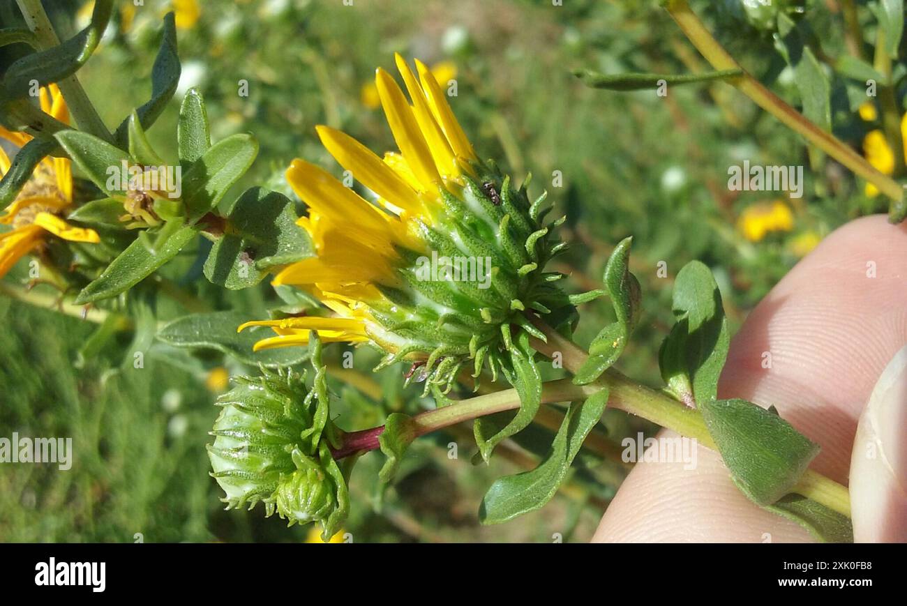 Oregon Gumplant (Grindelia stricta) Plantae Stock Photo - Alamy