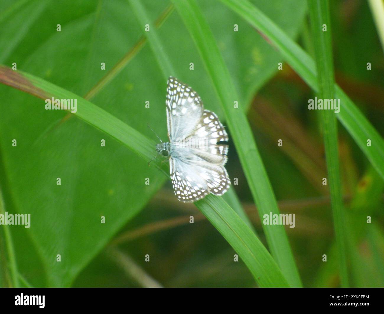 Orcus Checkered-Skipper (Burnsius orcus) Insecta Stock Photo - Alamy