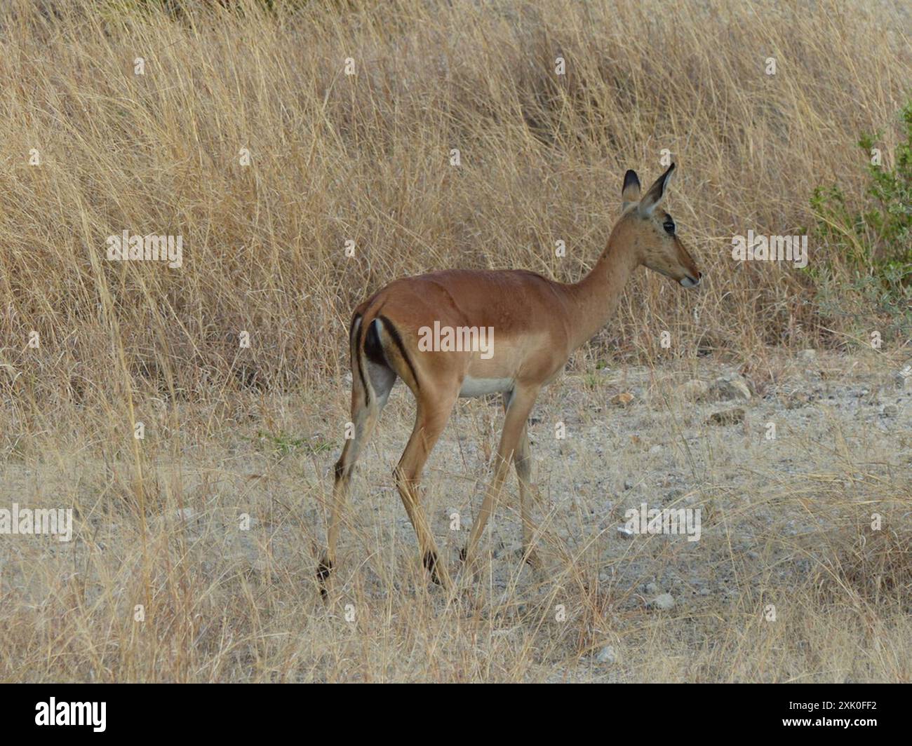 Common Impala (Aepyceros melampus melampus) Mammalia Stock Photo - Alamy