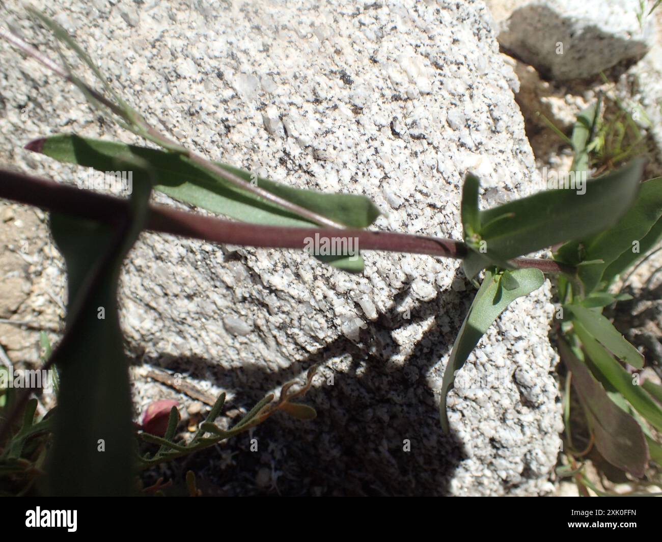Cooper's wild cabbage (Caulanthus cooperi) Plantae Stock Photo - Alamy