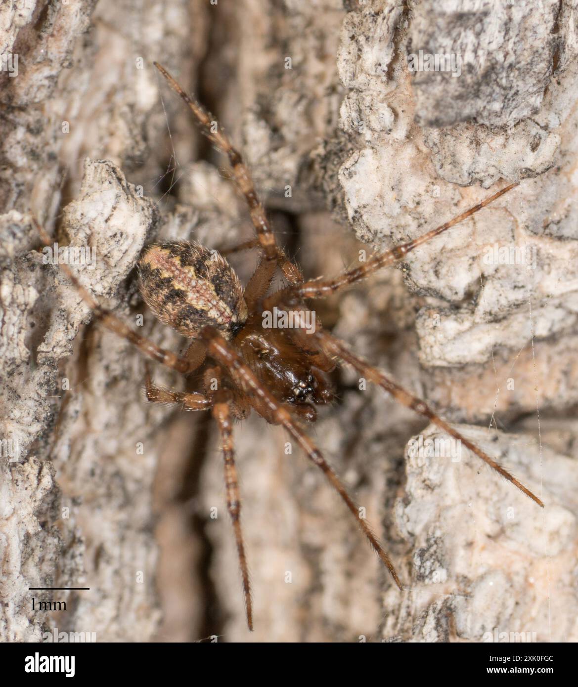 Typical Cobweb Spiders (Theridion) Arachnida Stock Photo - Alamy