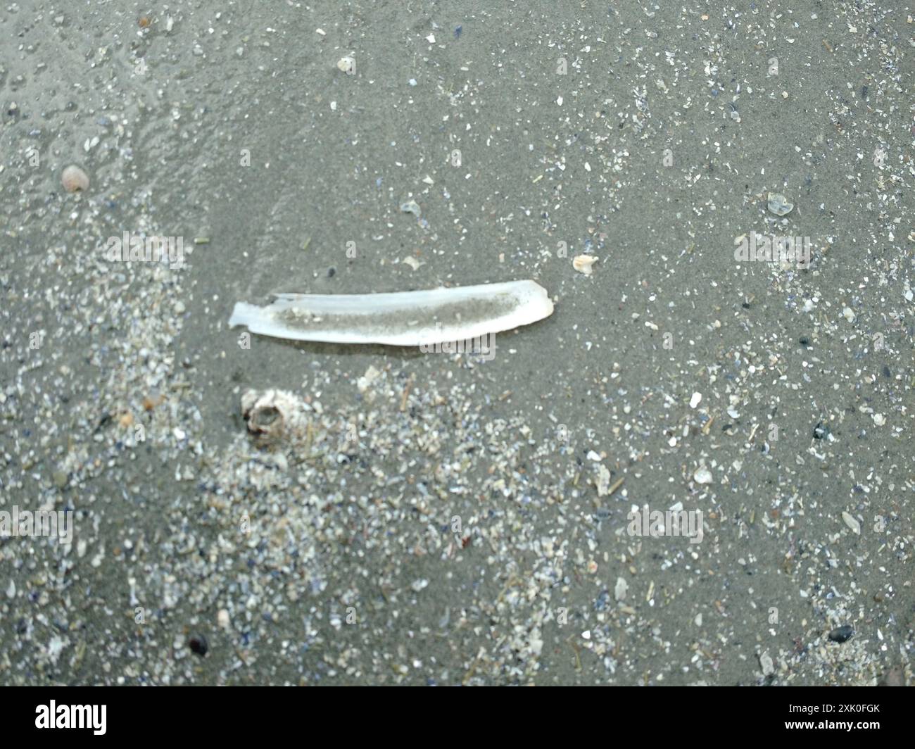 Ensis leei hi-res stock photography and images - Alamy