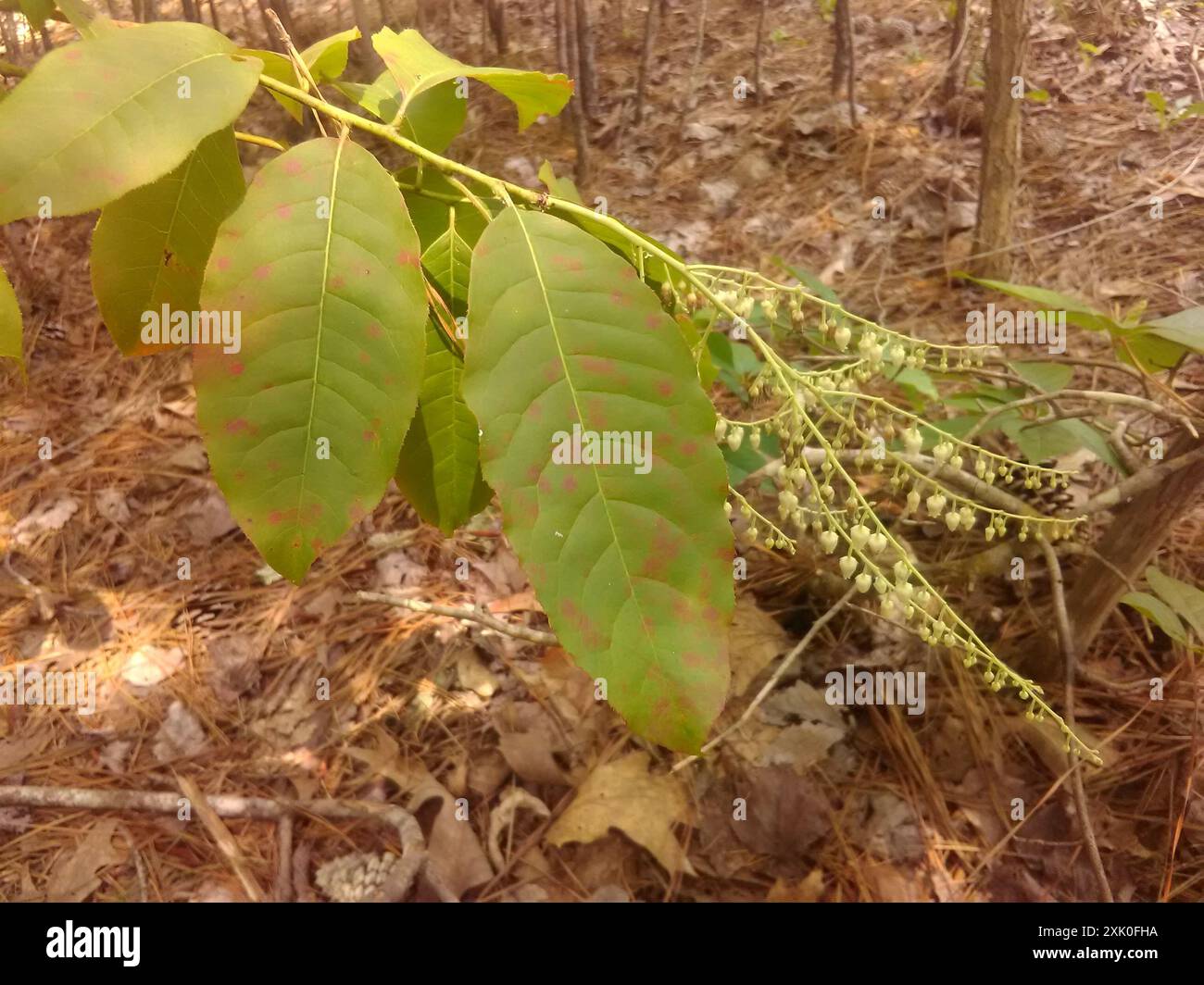 sourwood (Oxydendrum arboreum) Plantae Stock Photo - Alamy