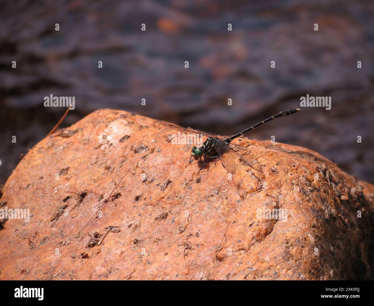 Eastern Least Clubtail (Stylogomphus albistylus) Insecta Stock Photo ...