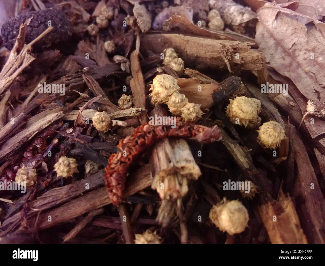 fluted bird's nest fungus (Cyathus striatus) Fungi Stock Photo - Alamy
