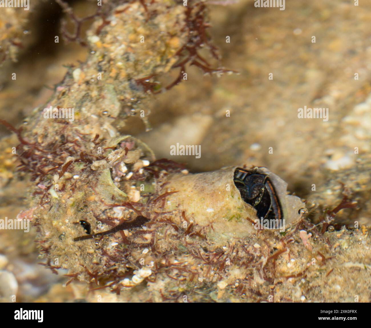 Vermetidae hi-res stock photography and images - Alamy