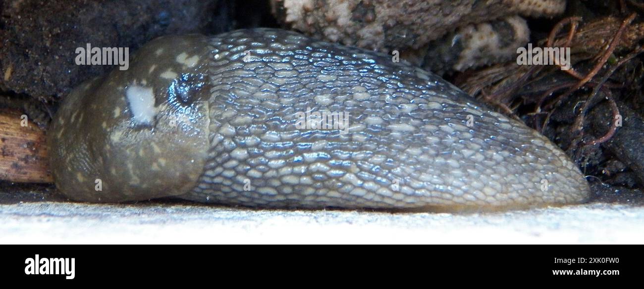 Yellow Cellar Slug (Limacus flavus) Mollusca Stock Photo - Alamy