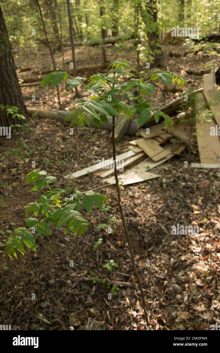 walnut family (Juglandaceae) Plantae Stock Photo - Alamy