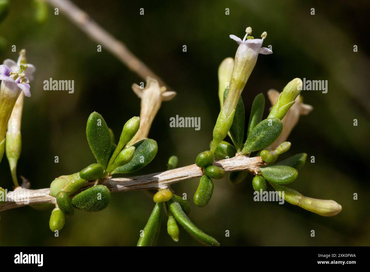 California boxthorn (Lycium californicum) Plantae Stock Photo - Alamy