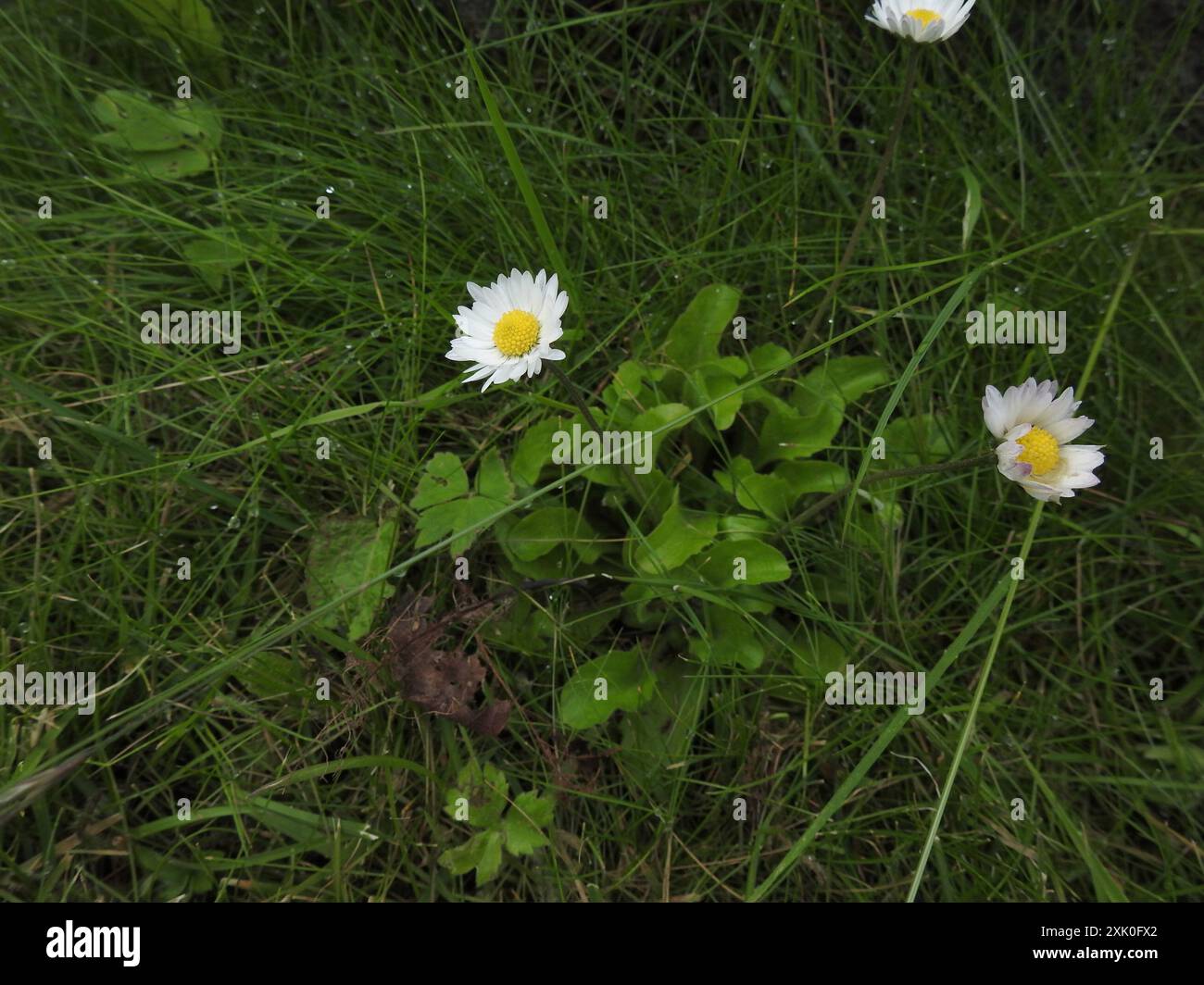 Lawn daisy (Bellis perennis) Plantae Stock Photo - Alamy