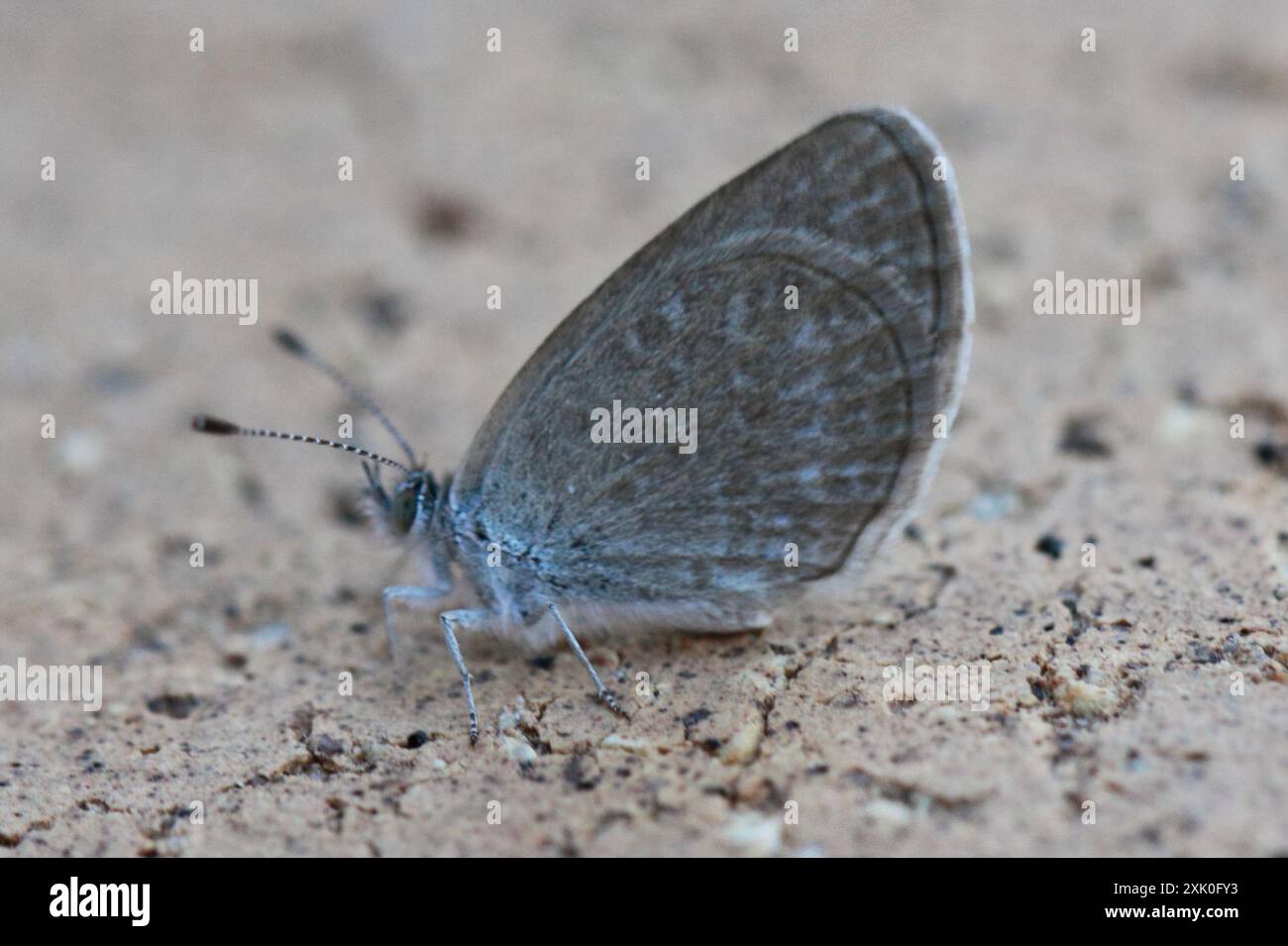 Common Grass-blue (Zizina otis labradus) Insecta Stock Photo - Alamy